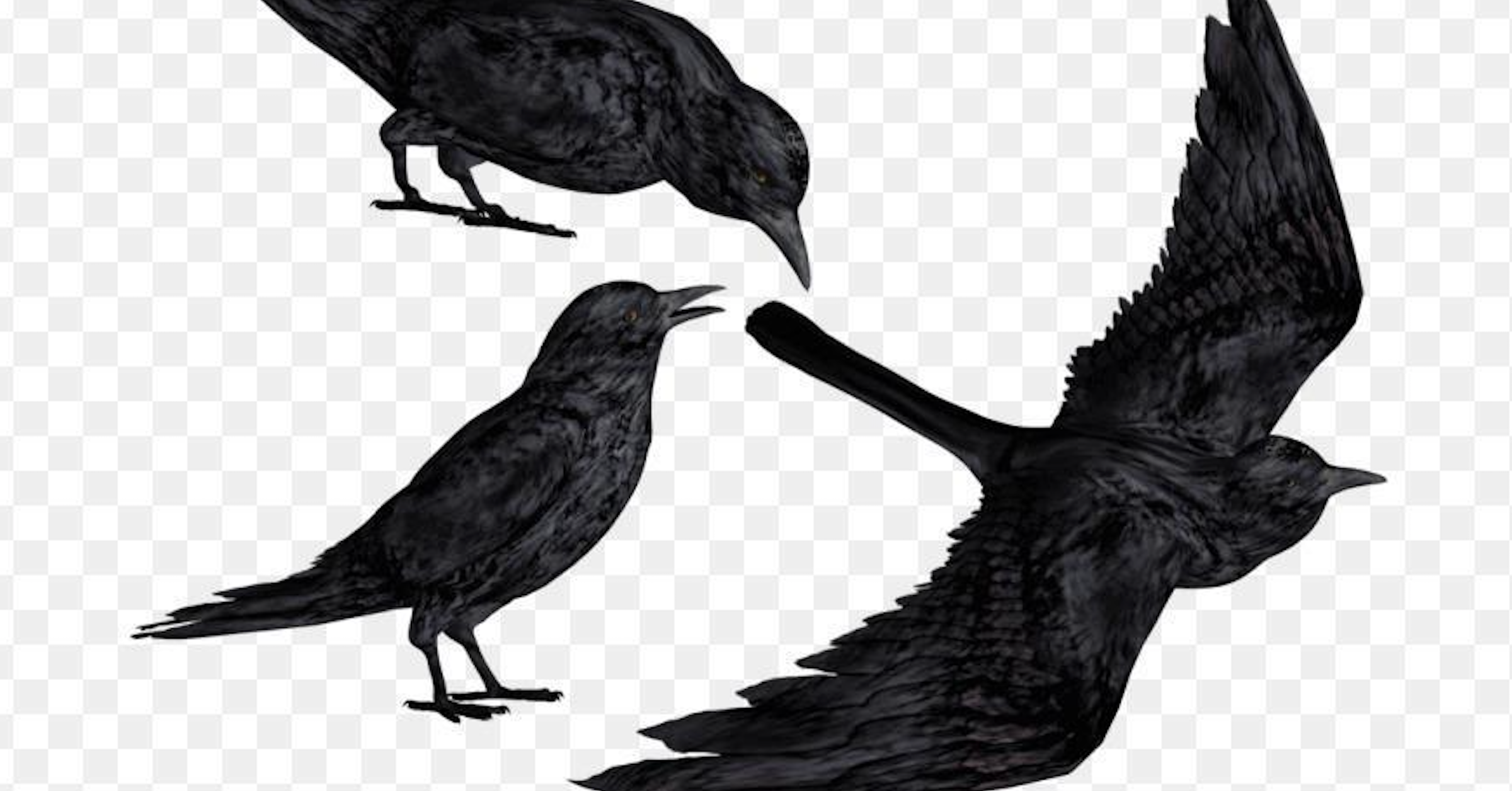 Ba con quạ đen đã xuất hiện: Tín hiệu đáng sợ đối với những Bitcoin ...